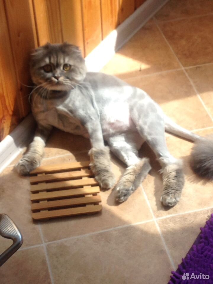 Потерялся кот