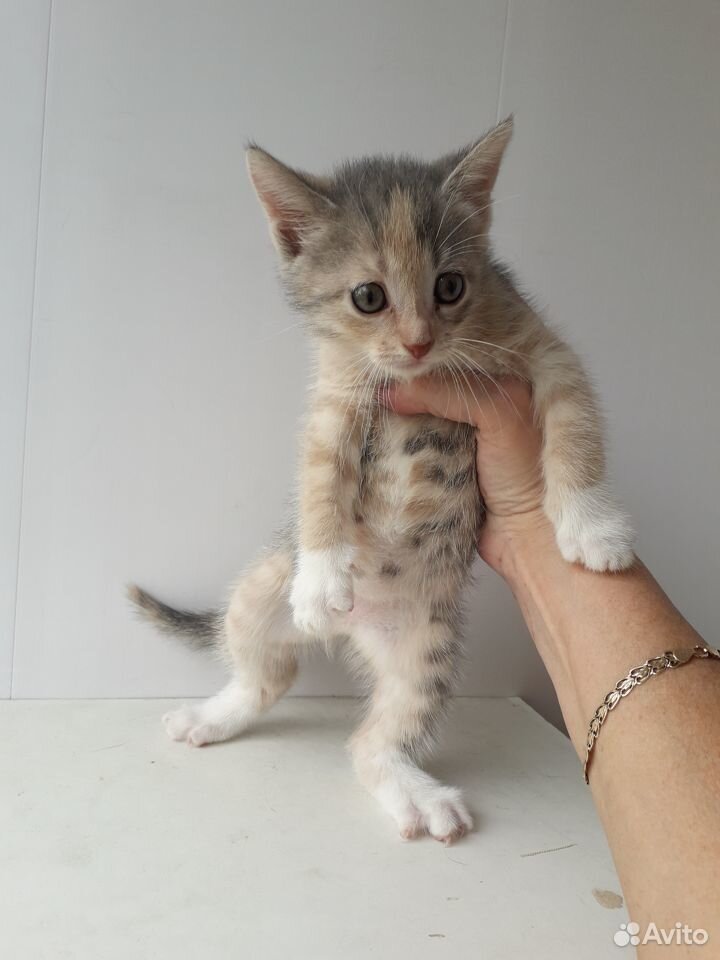 Трехцветная малютка,1,5 месяца