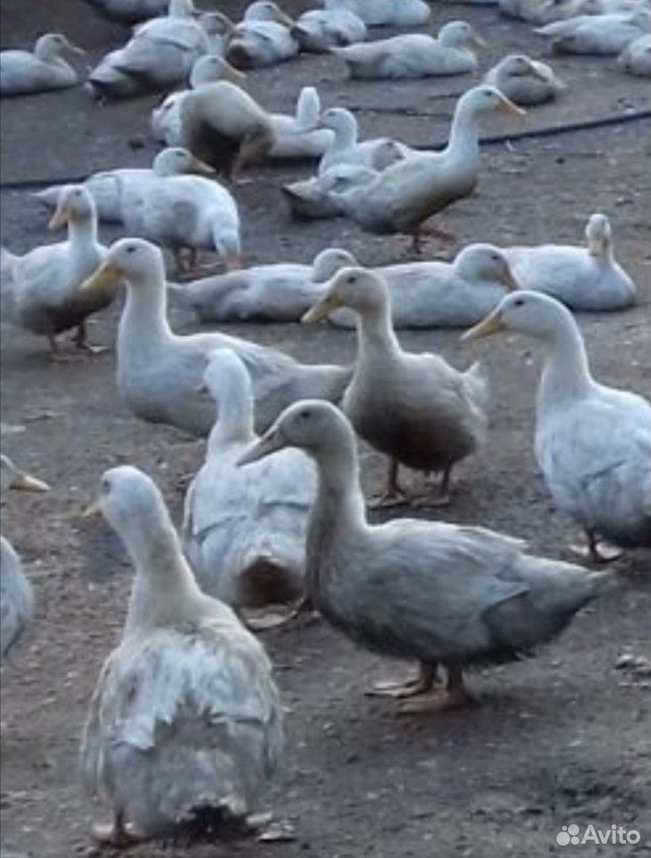 Утка белая стар 53