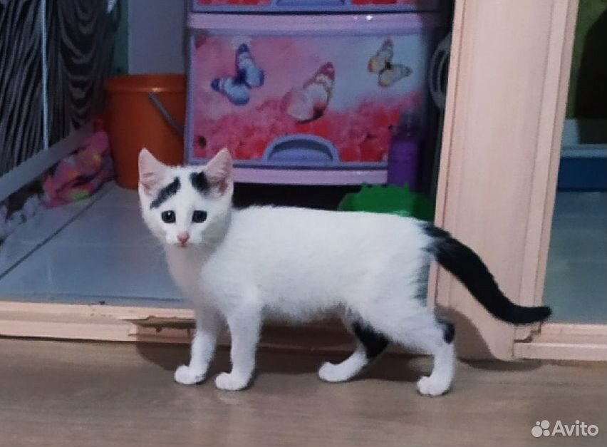 Котенок ищет дом
