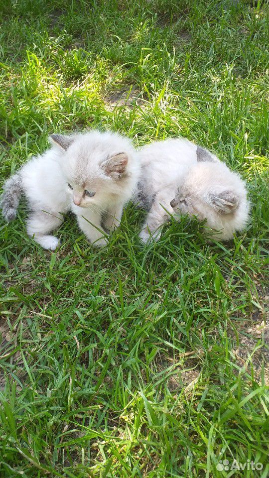 Котята подкидыши