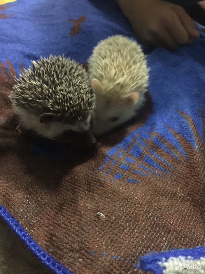 Продам ежиков
