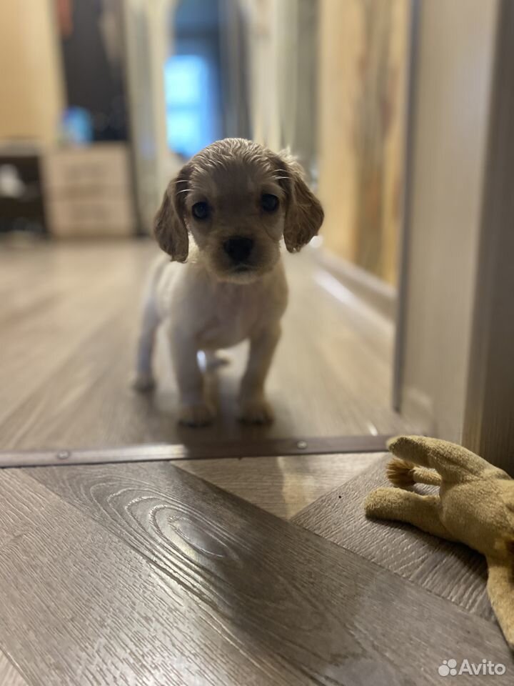 Английский кокер-спаниель