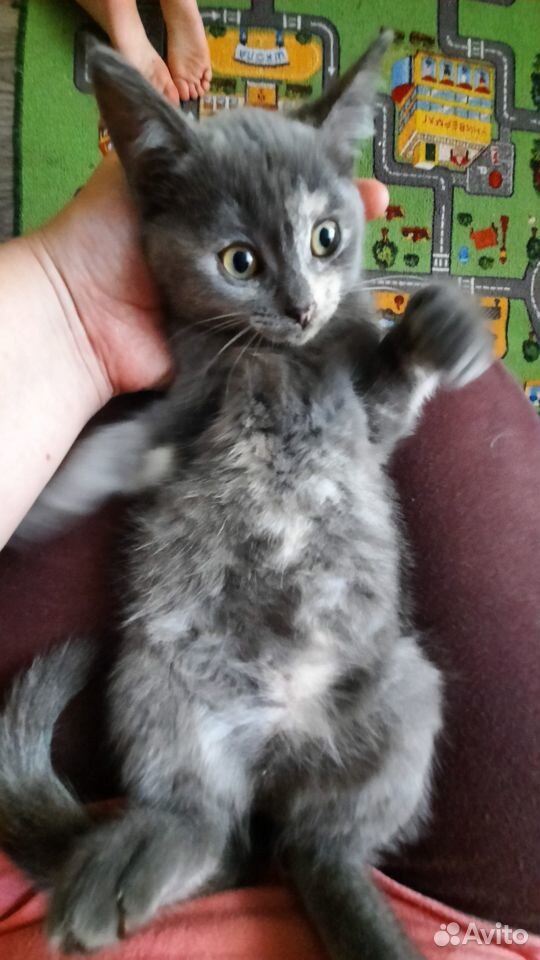 Котенок девочка в дар