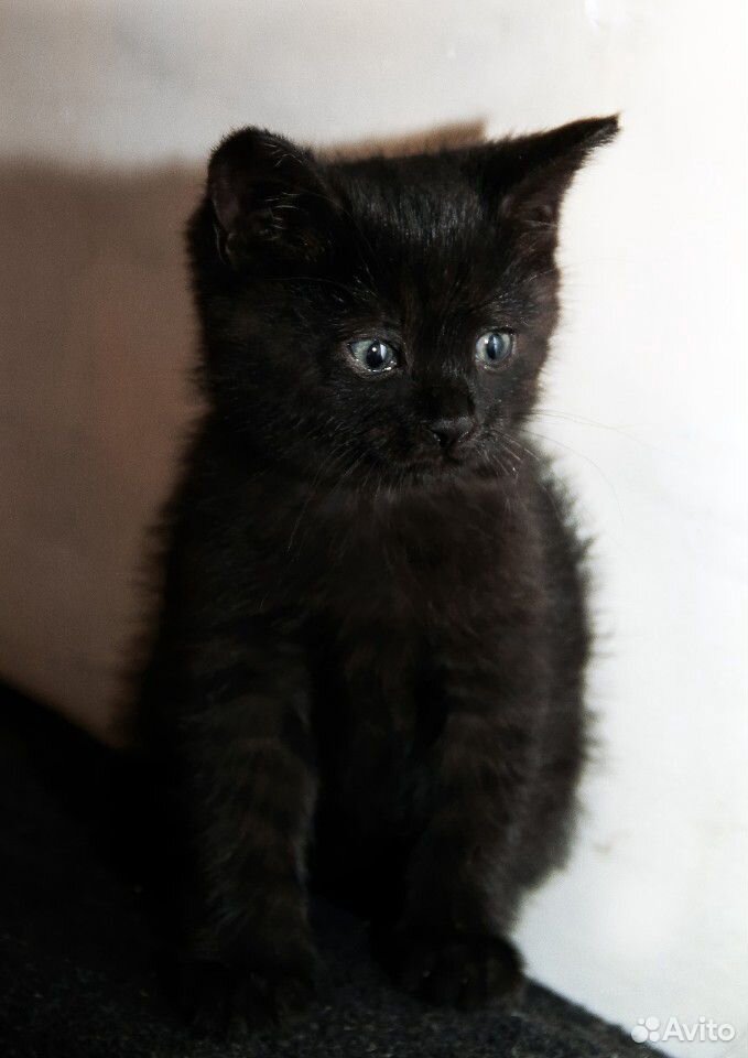 Котенок девочка 1-1.5 мес