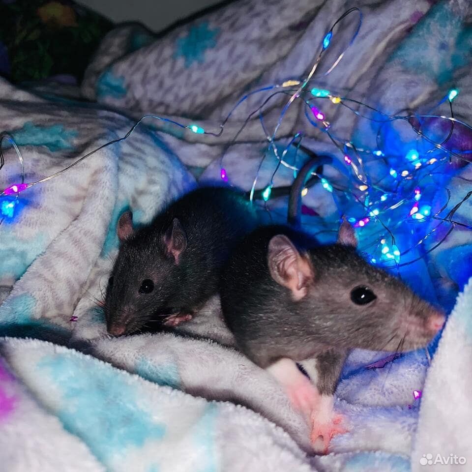 Нужен самец для спаривания