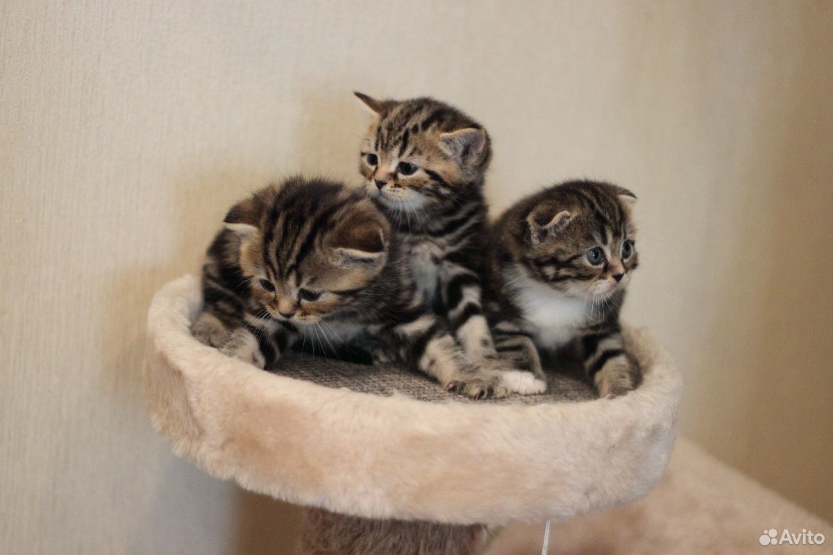 Пушистые комочки