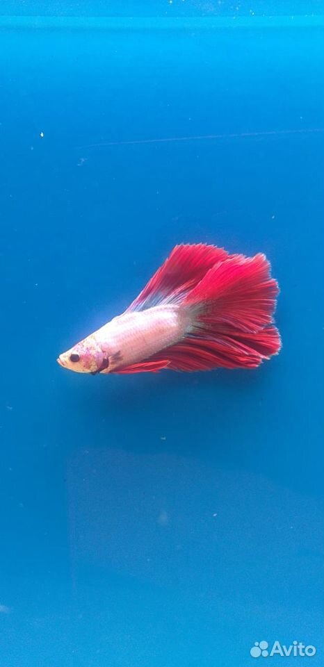 Рыбка петушок лотосс