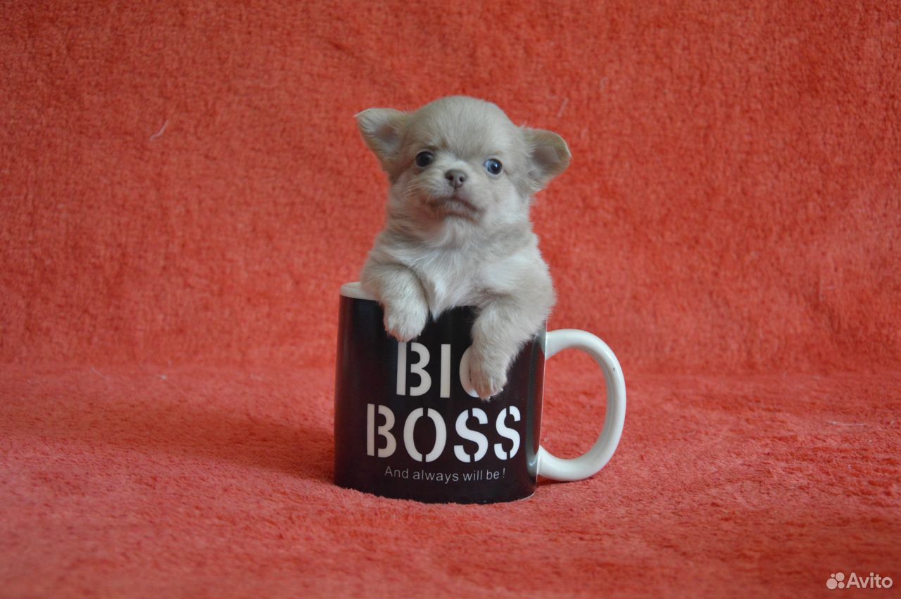 Шикарный кукольный мальчишка редкого окраса