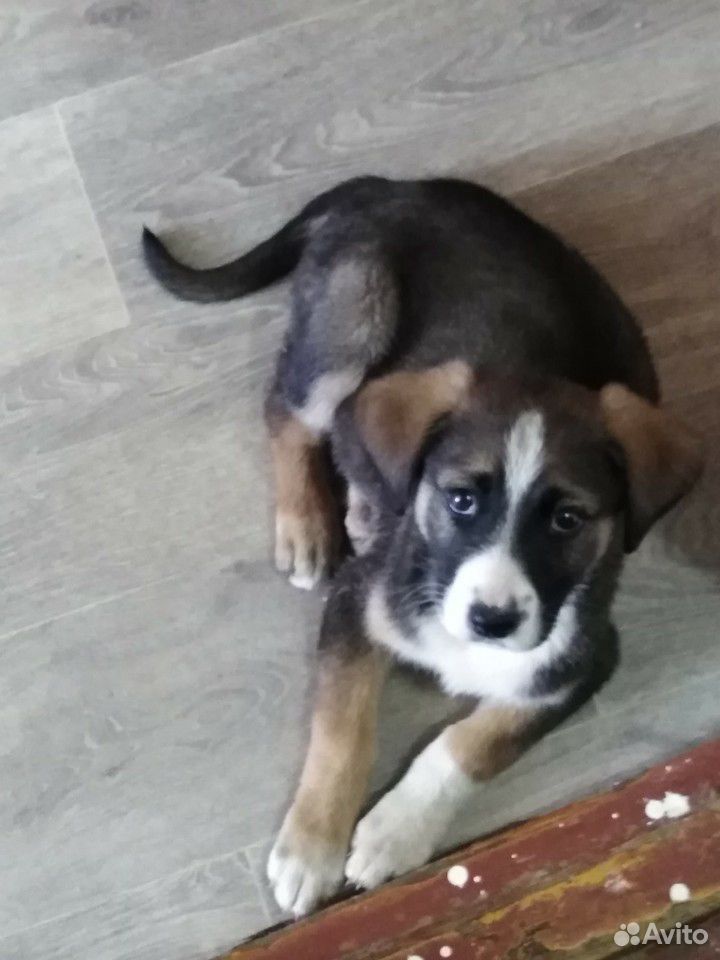 Щенок мальчик