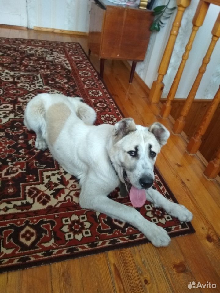 Найден алабай