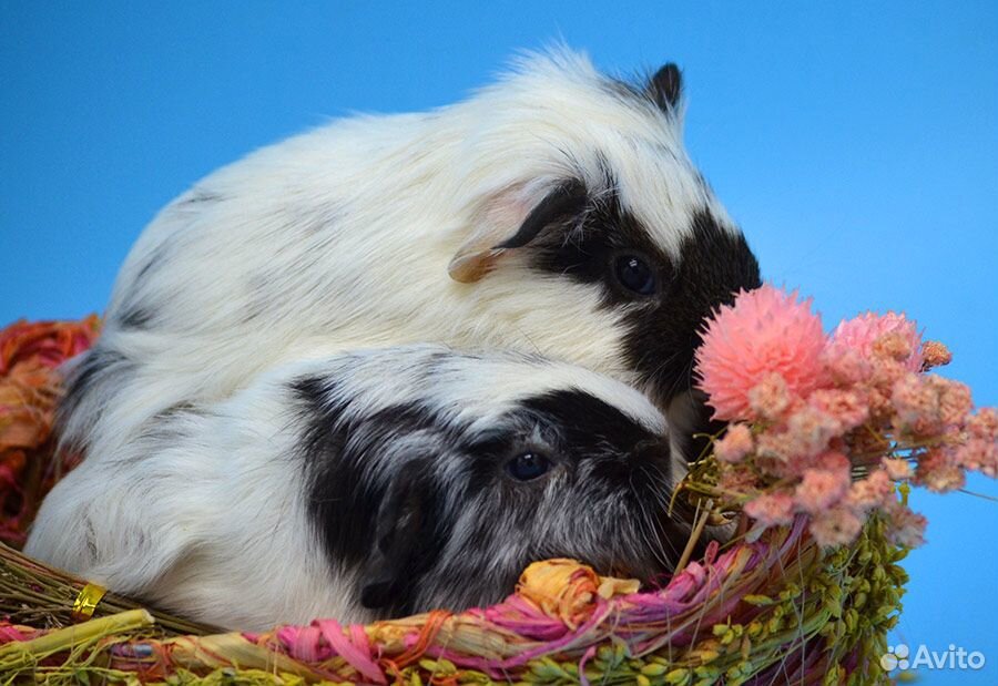 Малыши мальчики морской свинки