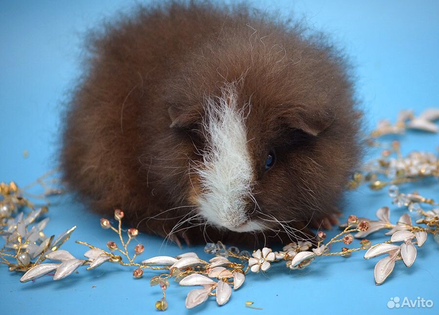 Малыш мальчик морской свинки