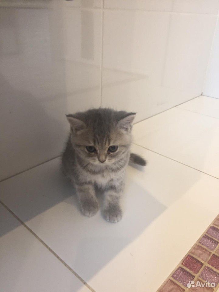 Продаются шотландские котята