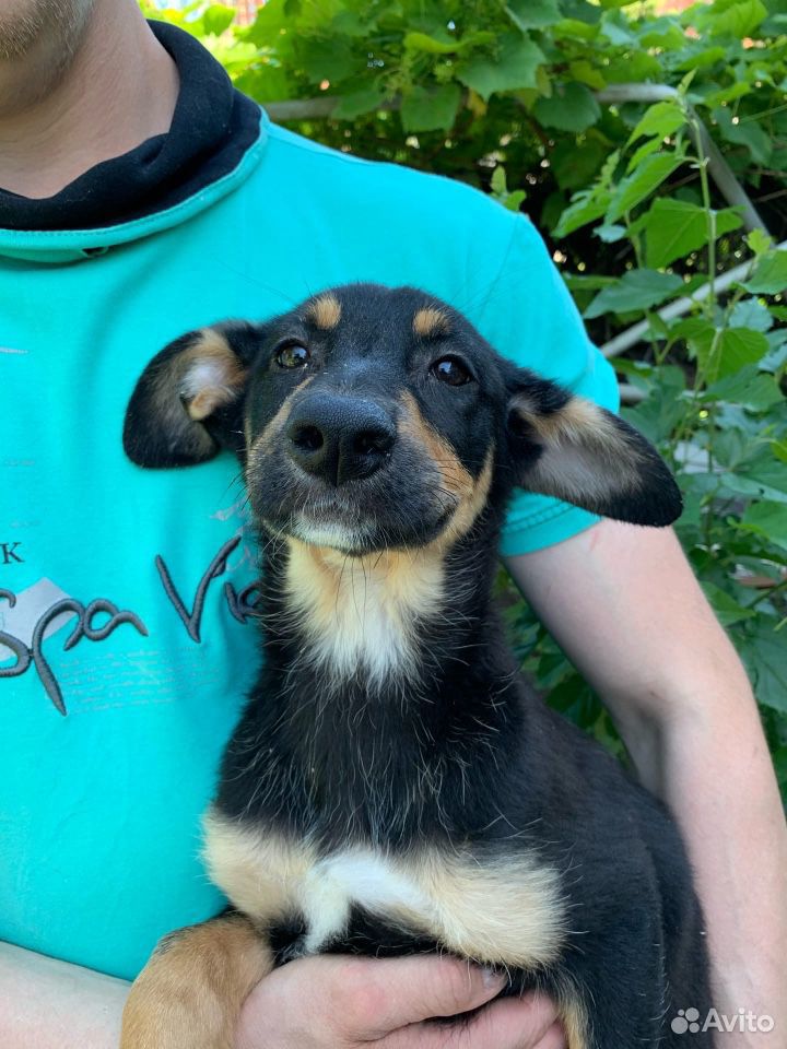 Мия ищет дом