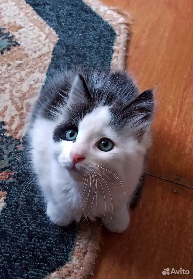 Котёнок Лаки на счастье и удачу