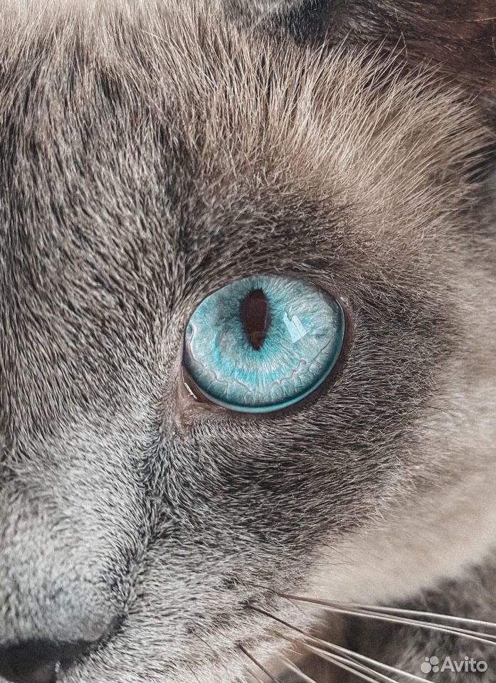 Тайская порода