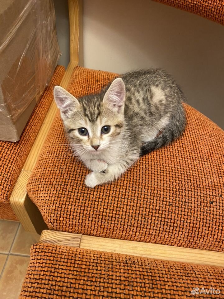 Кошка