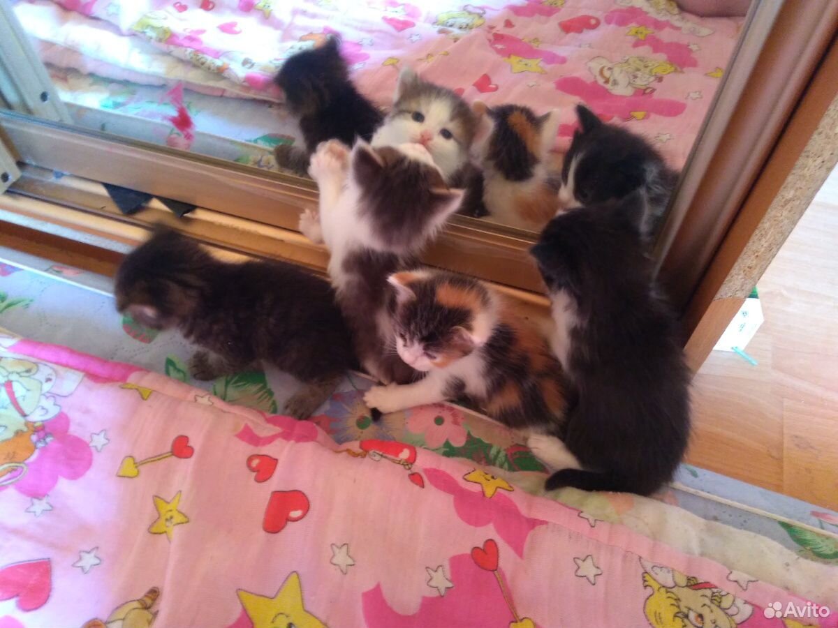 Котята в дар