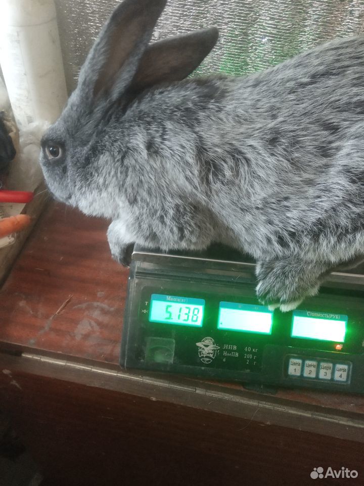 Крол на племя