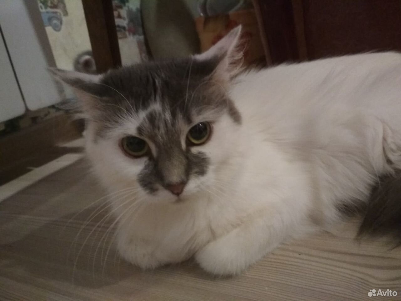 Кошечка Снежанна в добрые руки