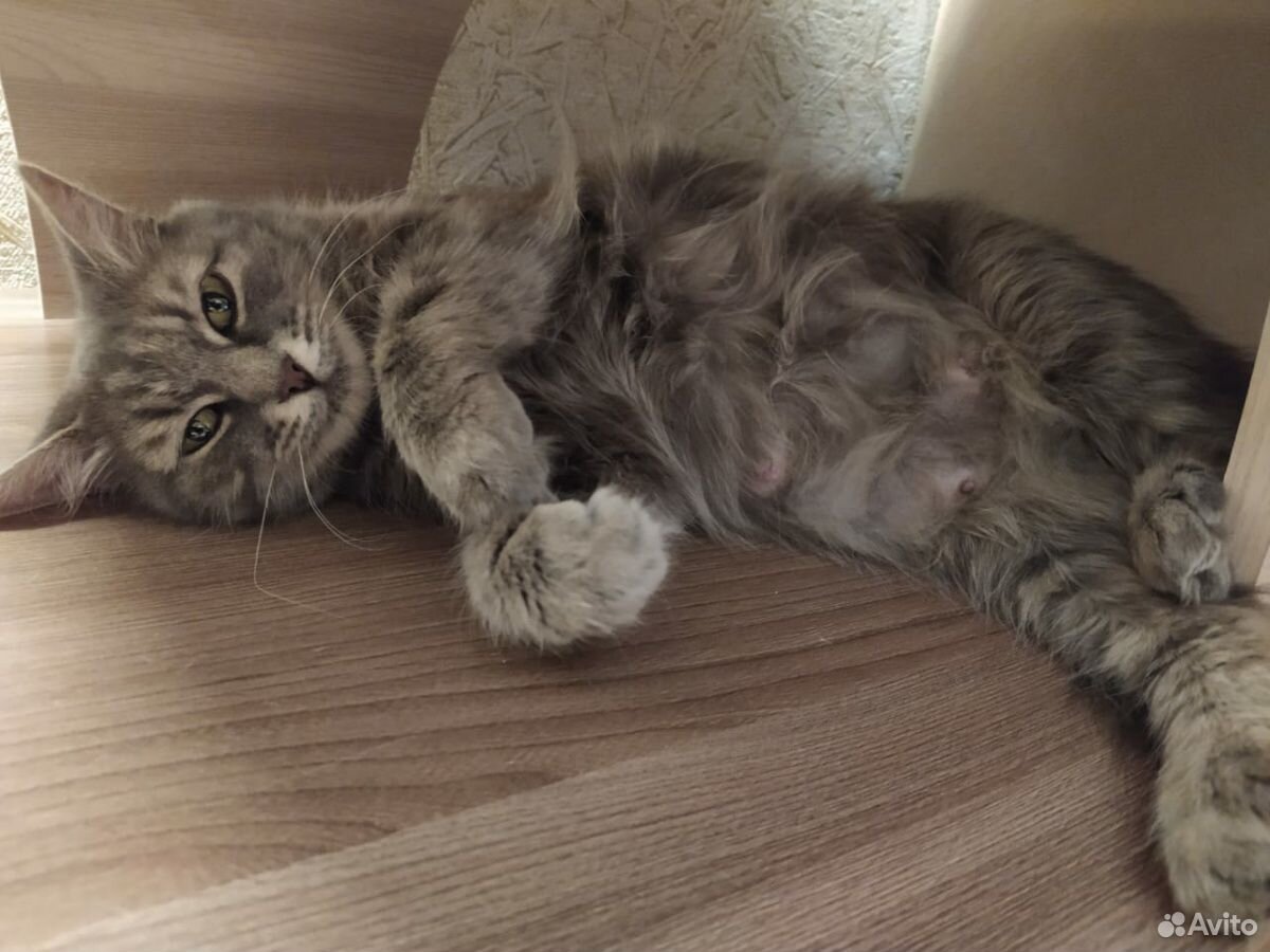 Кошка Тучка