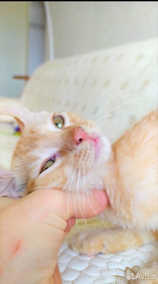 Рыже-кремовый кото-пес, заячьи ушки