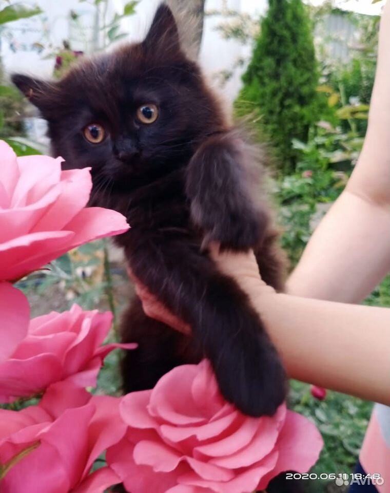 Котенок смесь британца и бразильской короткошерстн