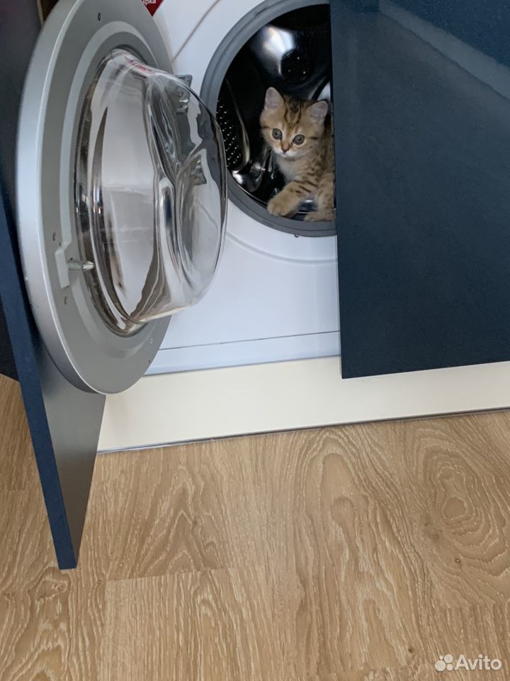 Продаётся Котёнок (девочка)