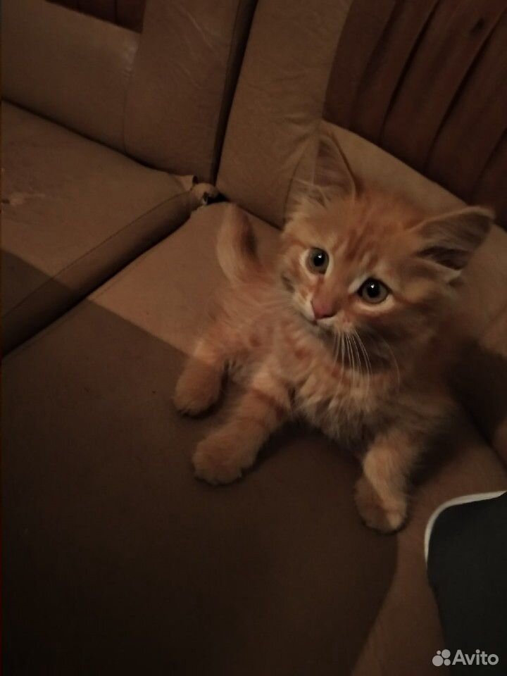 Котенок рыженький (девочка)