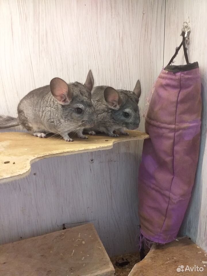 Шиншиллята