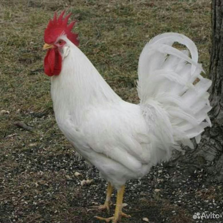 Продам молодых петушков