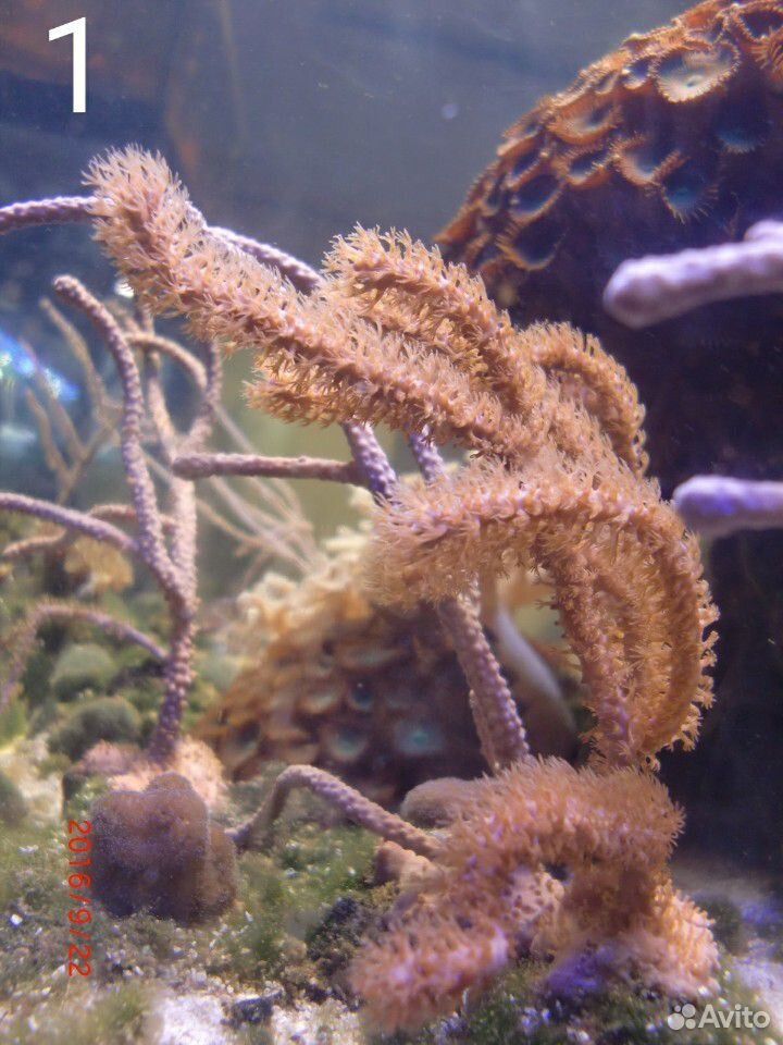 Простые в содержании кораллы