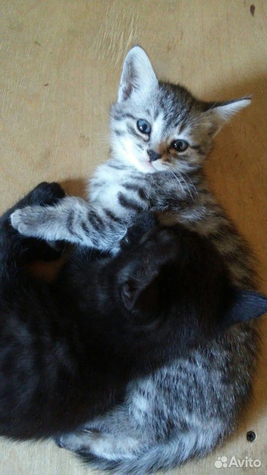 Красивые котята от кошки-мышеловки