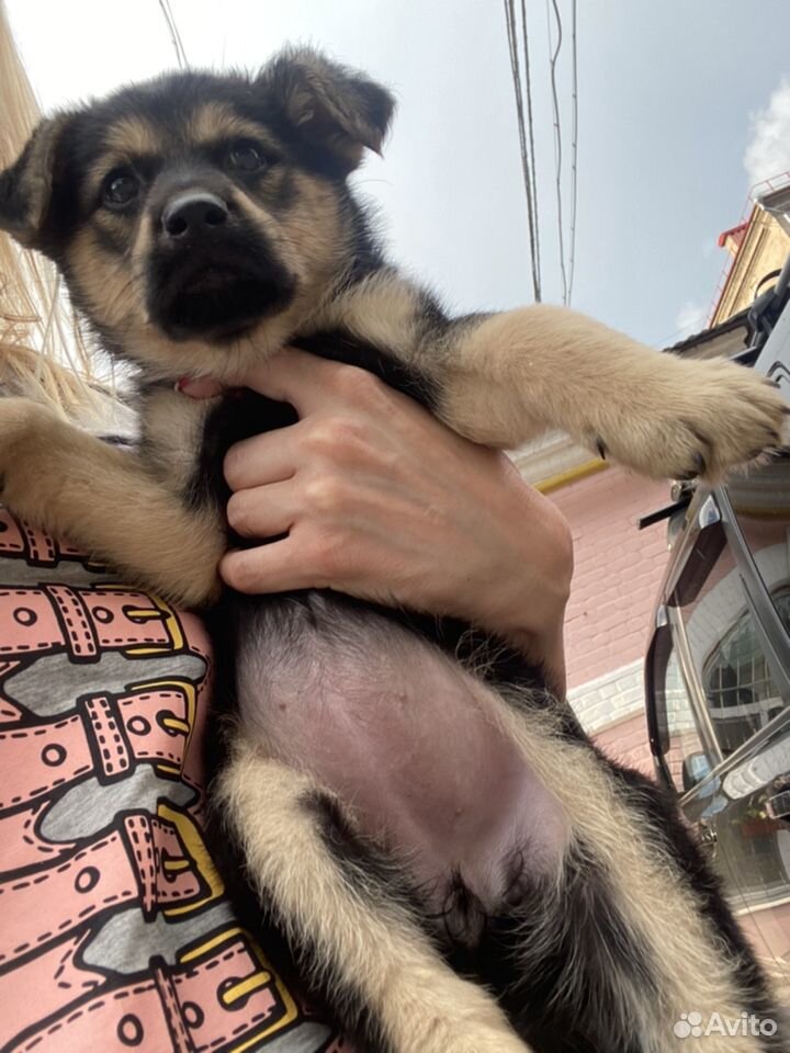 Щеночек метис