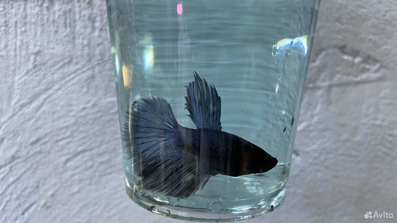 Петушок супердельта холодное сердце