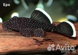 Анциструс звездчатый L181