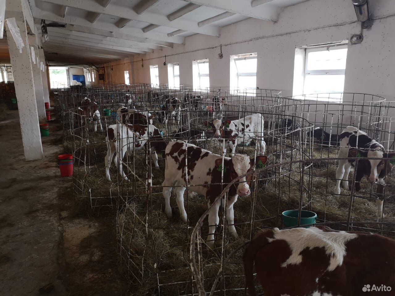 Телята Сименталы