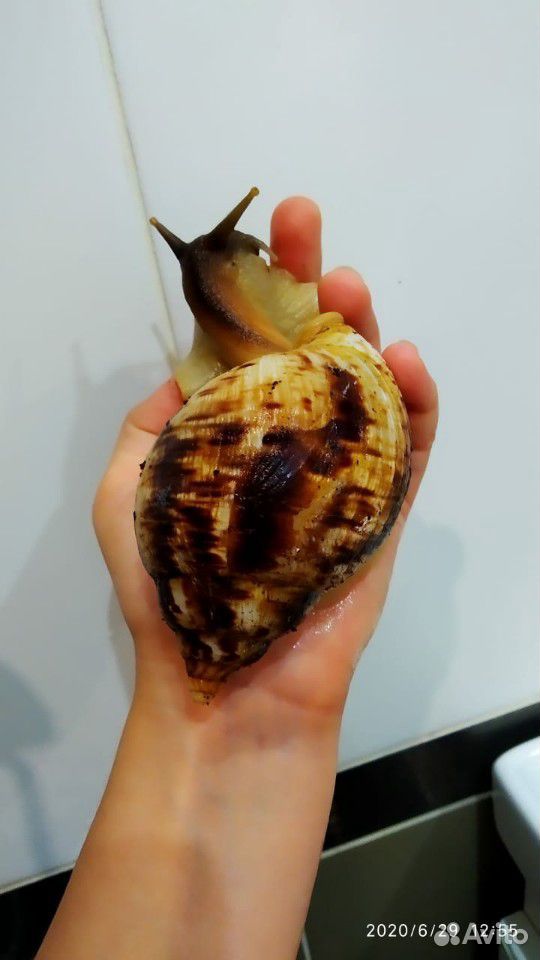 Улитки архатины