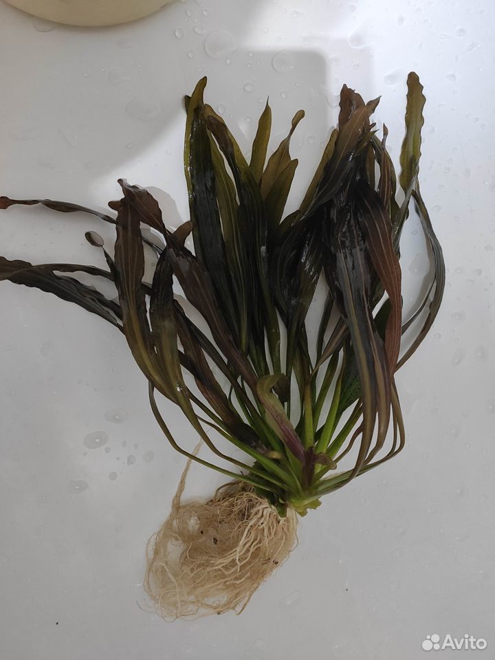 Эхинодорус Рубин узколистный