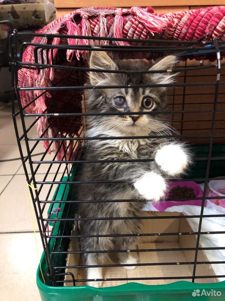 Пушистый котёнок мальчик 2 мес. Очень ласковый