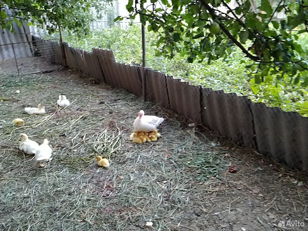 Утка с утятами