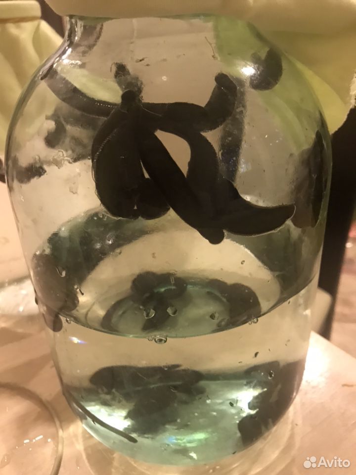 Медицинские пиявки, гирудотерапия