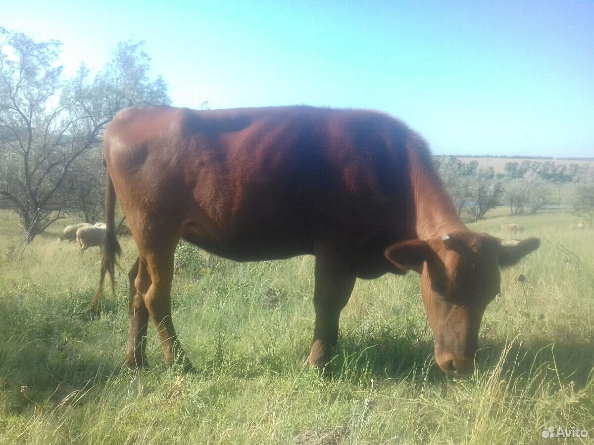 Телочки год1.7 уже покрытые быком 4головы 3 красно