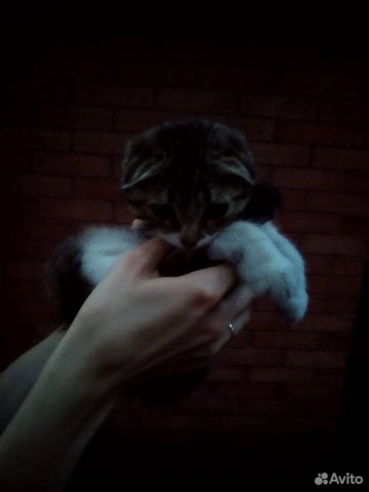 Вислоухая шотландская кошечка