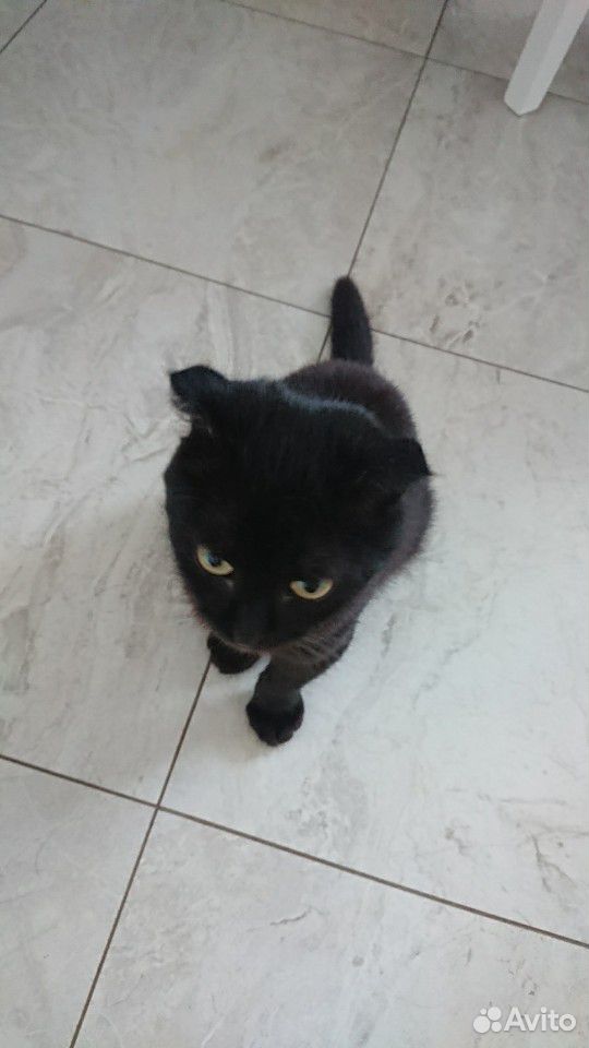 Кошка
