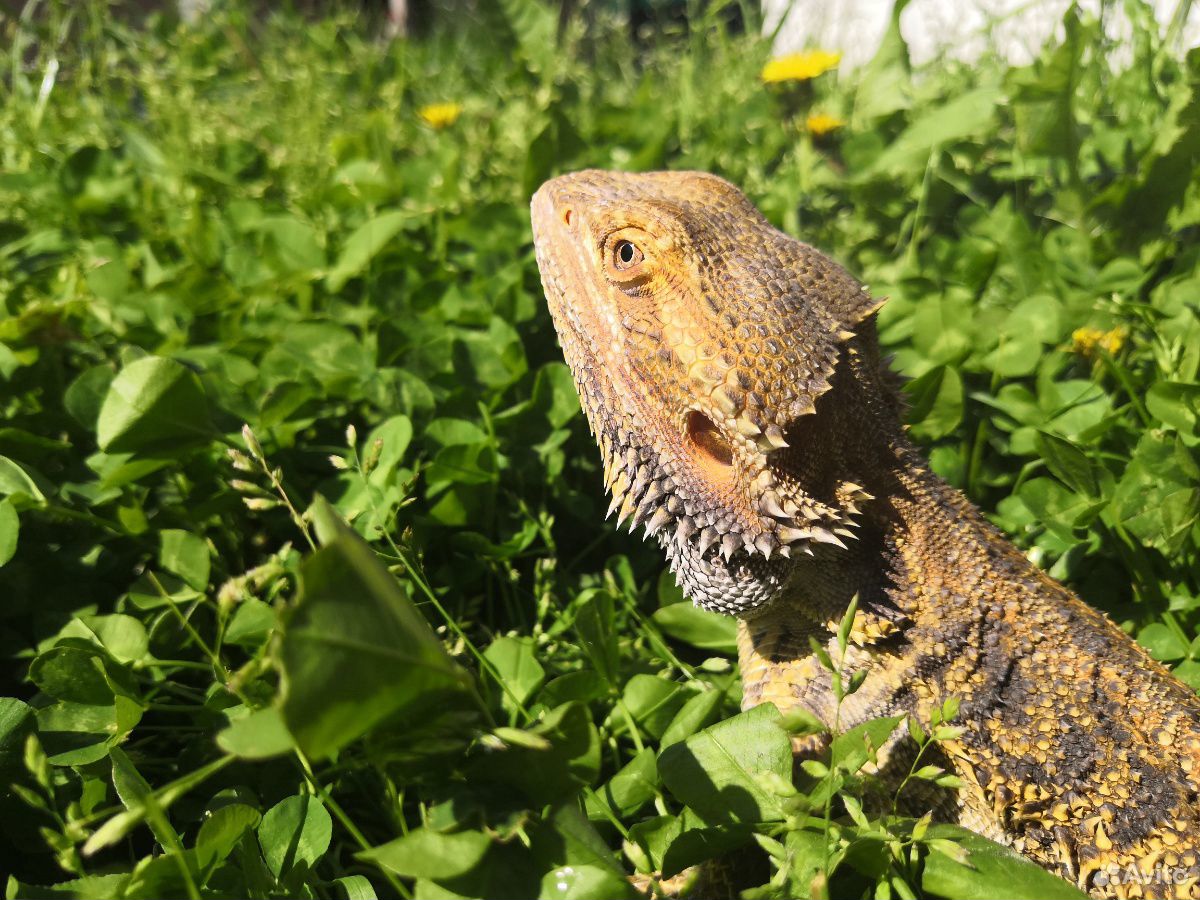 Бородатая агама