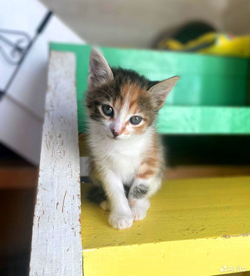Крошки котята ищут дом