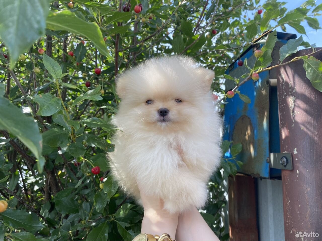 Померанский Шпиц