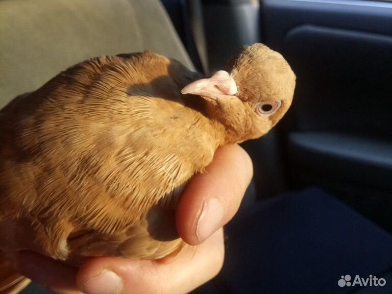 Голубь с кольцом 2020ее00782 молодой реутов коричн